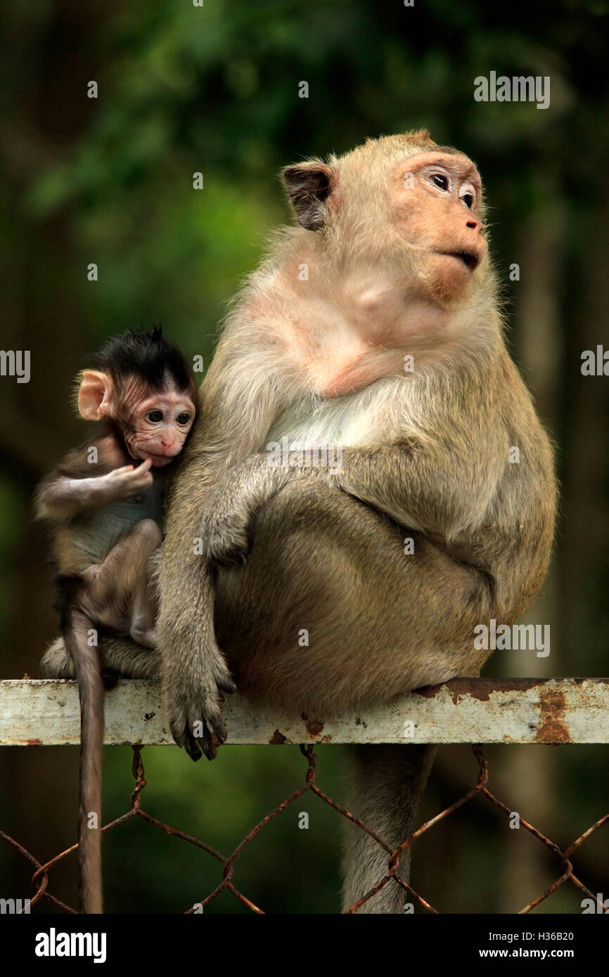 Family of monkeys Stock Photo - Alamy
