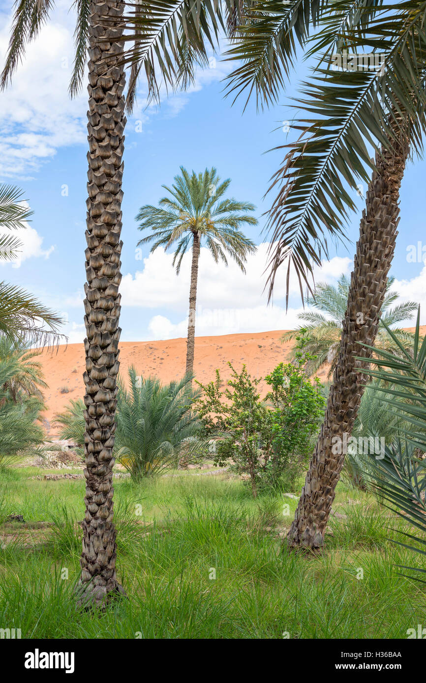 Oasis Al Haway Oman Stock Photo - Alamy