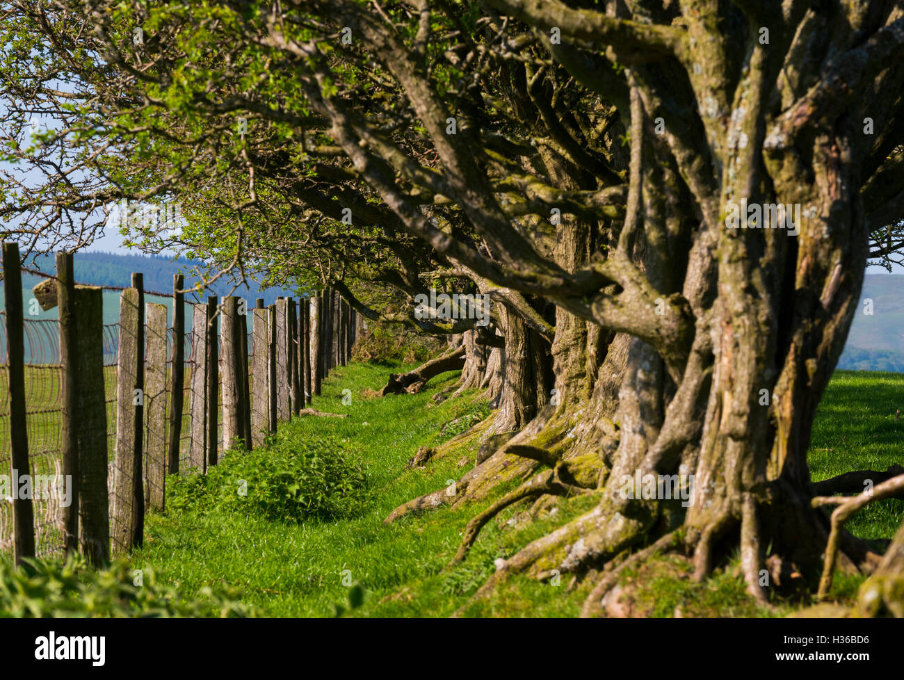 Hawthorn trees hi-res stock photography and images - Alamy