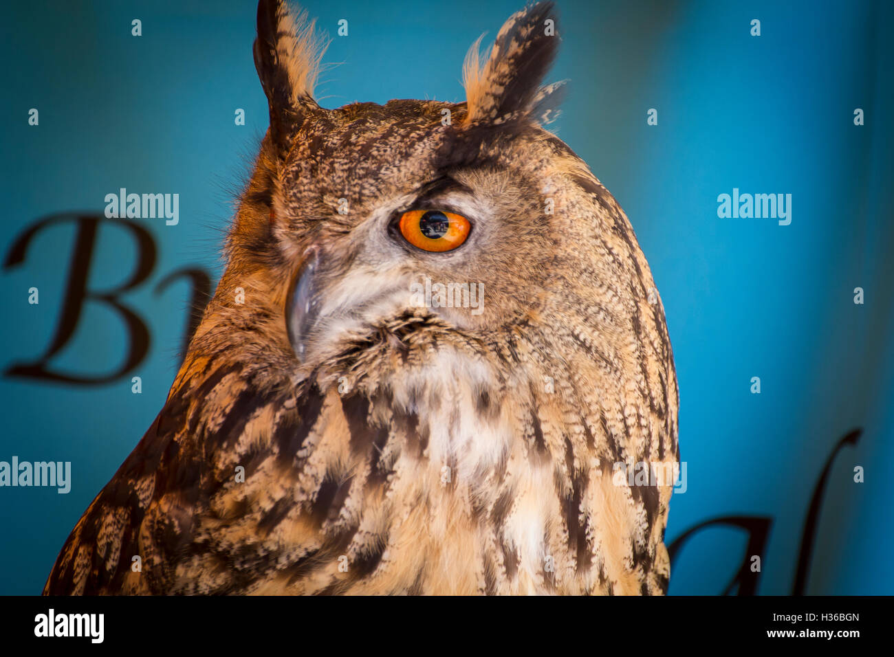 Predator eagle owl in a sample of birds of prey, medieval fair Stock ...