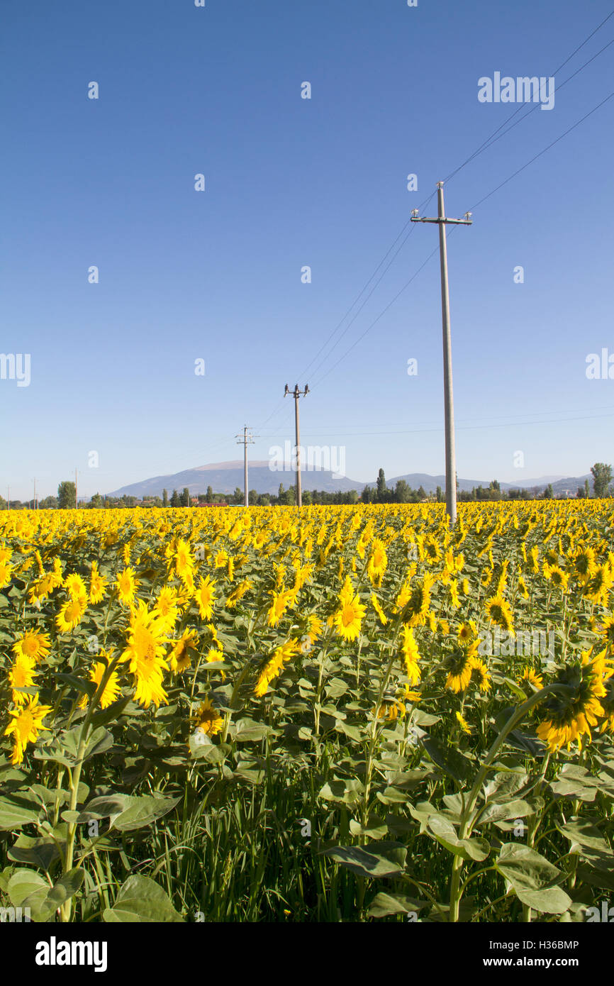 A field of yellow sunflowers Stock Photo - Alamy