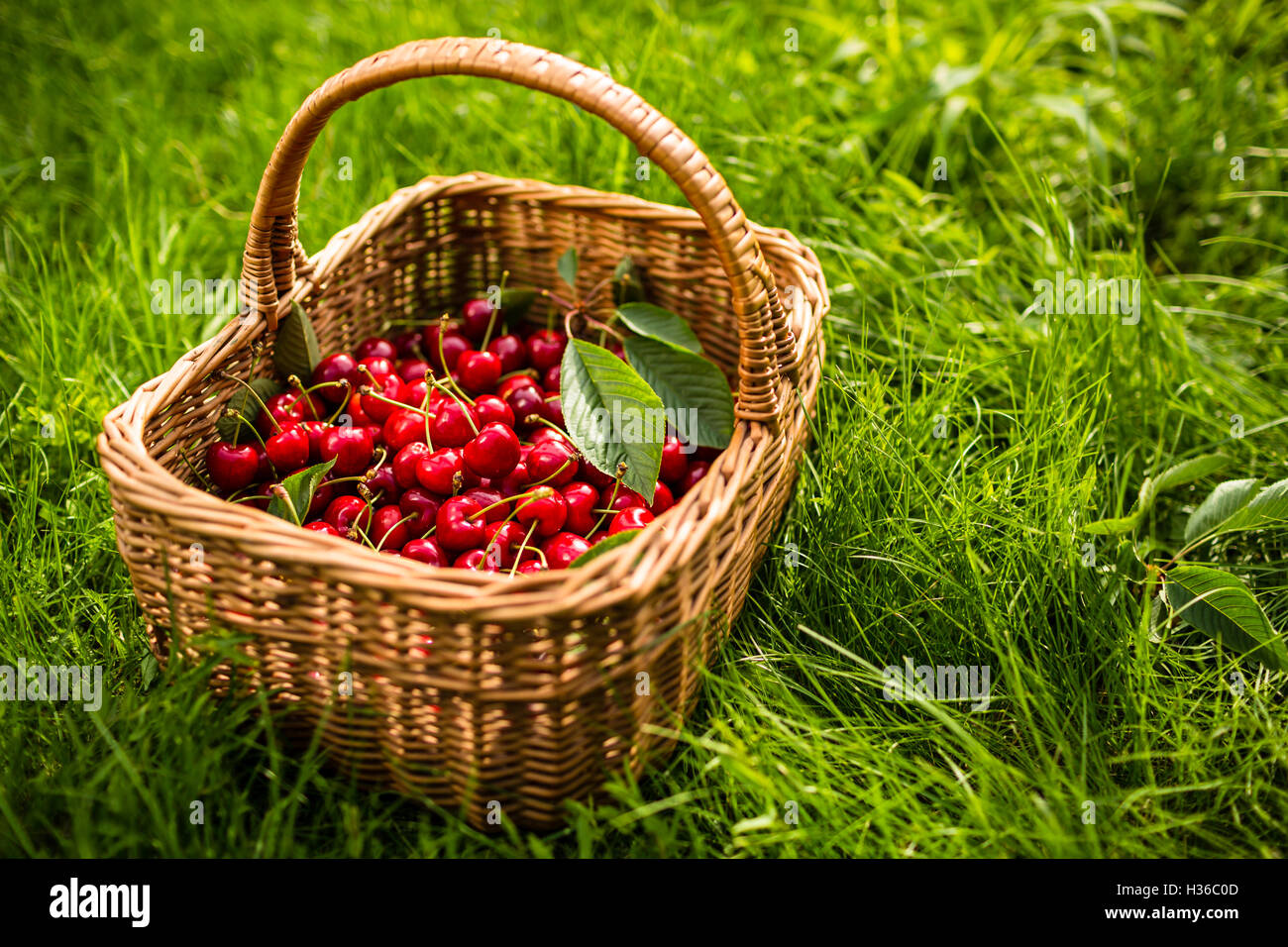 Freshly picked cherries in a basket in the garden Stock Photo - Alamy