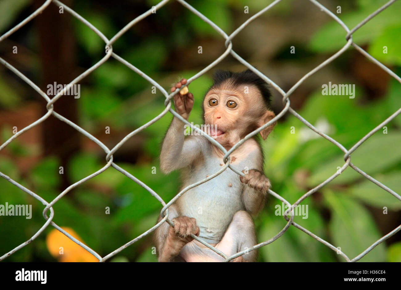 Child of monkeys Stock Photo - Alamy