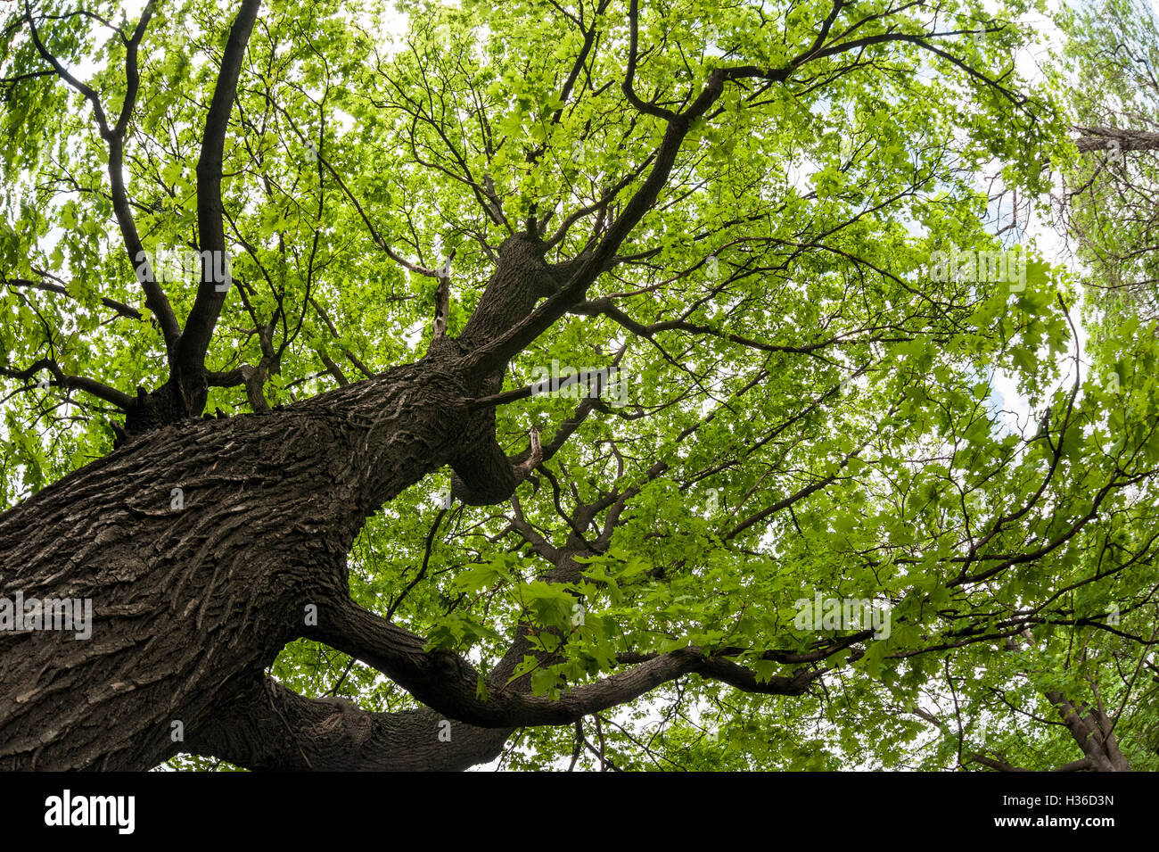 big old maple tree Stock Photo - Alamy