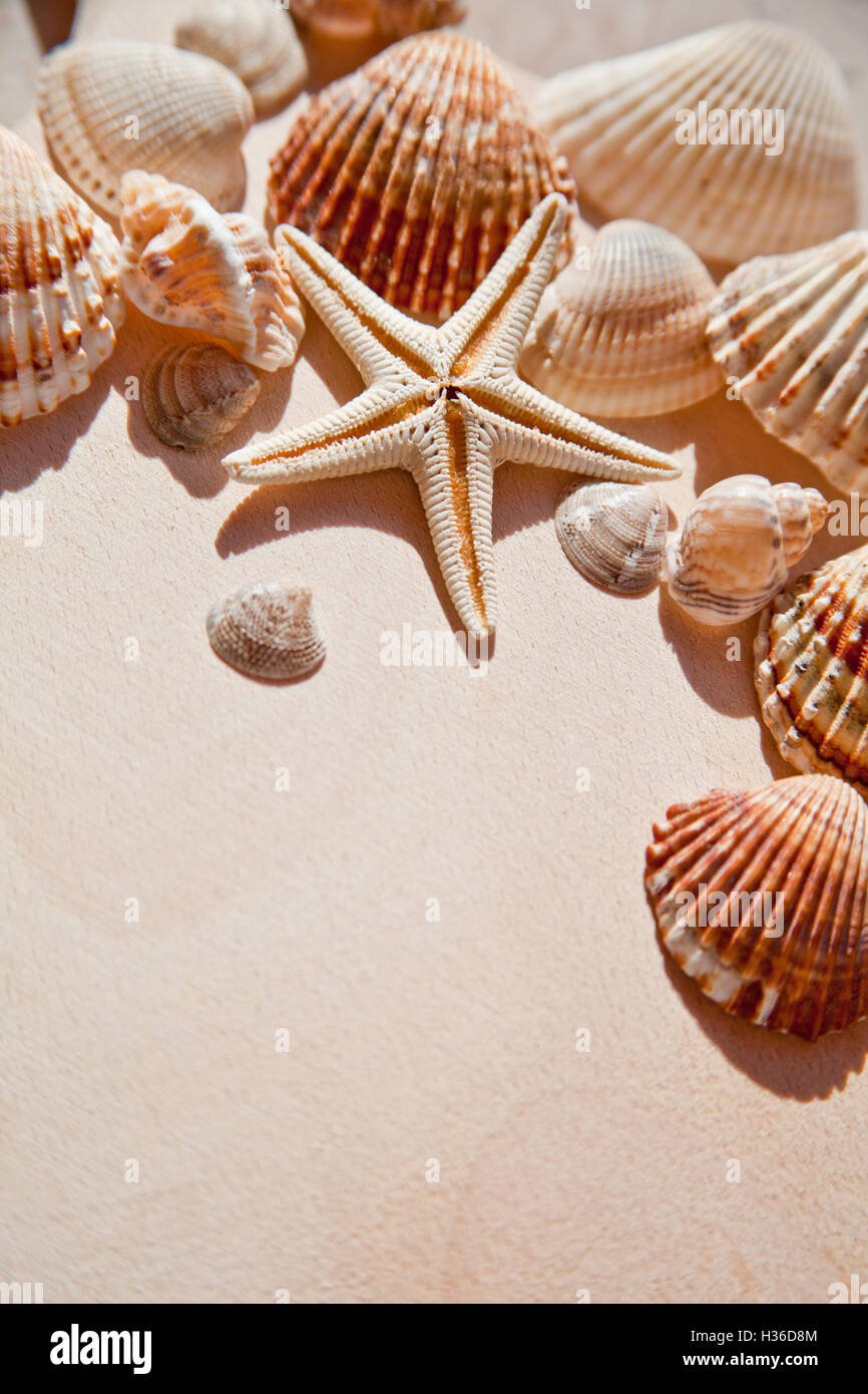 sea shells and star Stock Photo - Alamy
