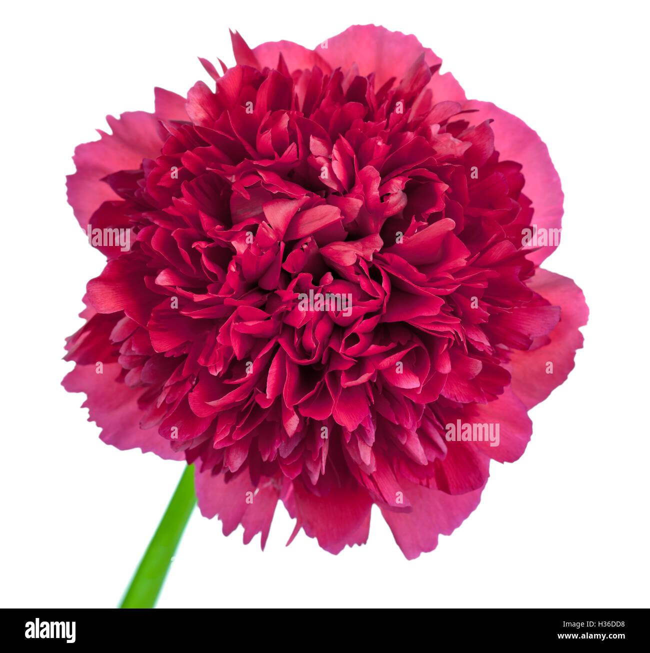 Peony Flower Background Cut Out Stock Images & Pictures - Alamy
