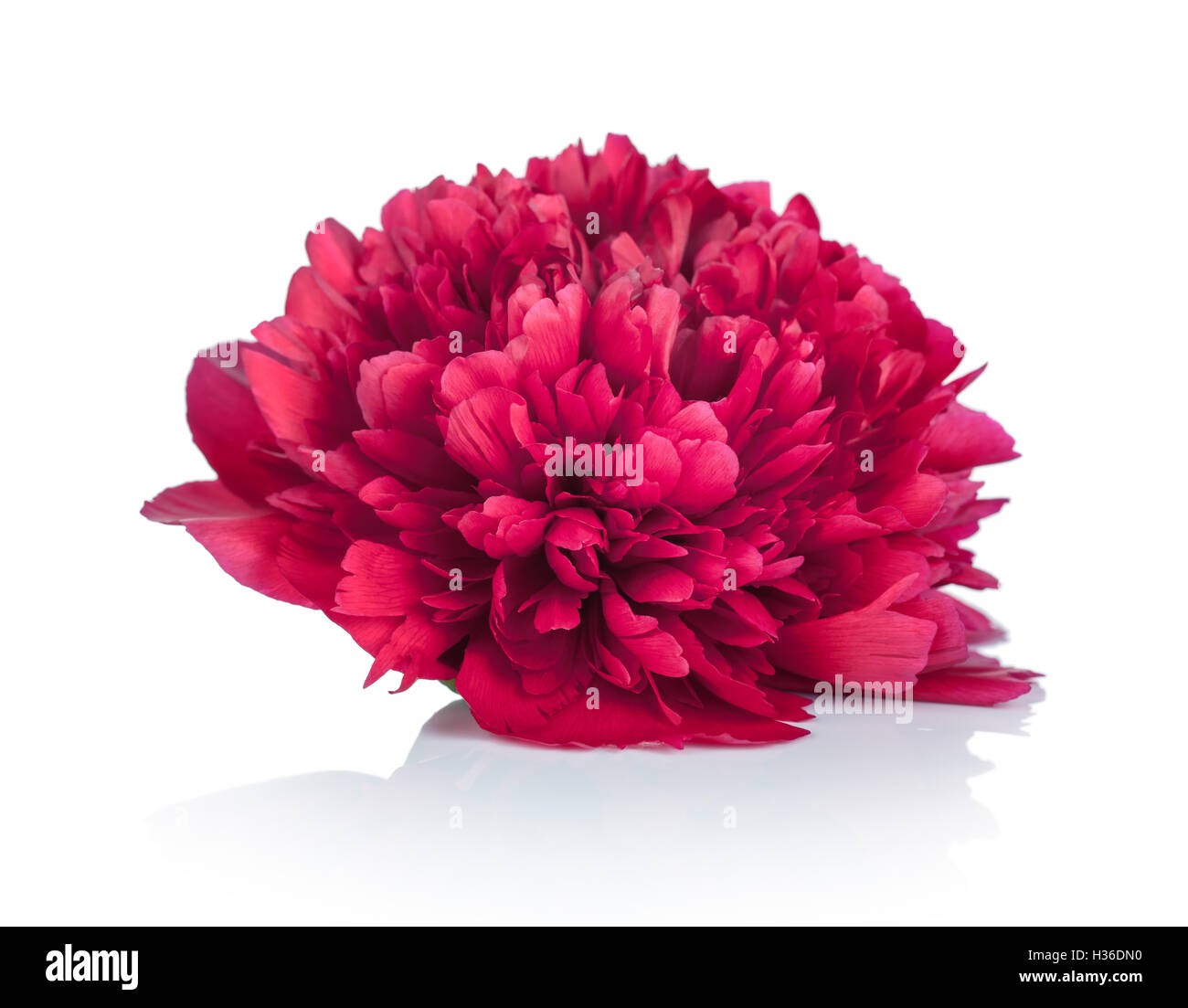 Peony Flower Background Cut Out Stock Images & Pictures - Alamy