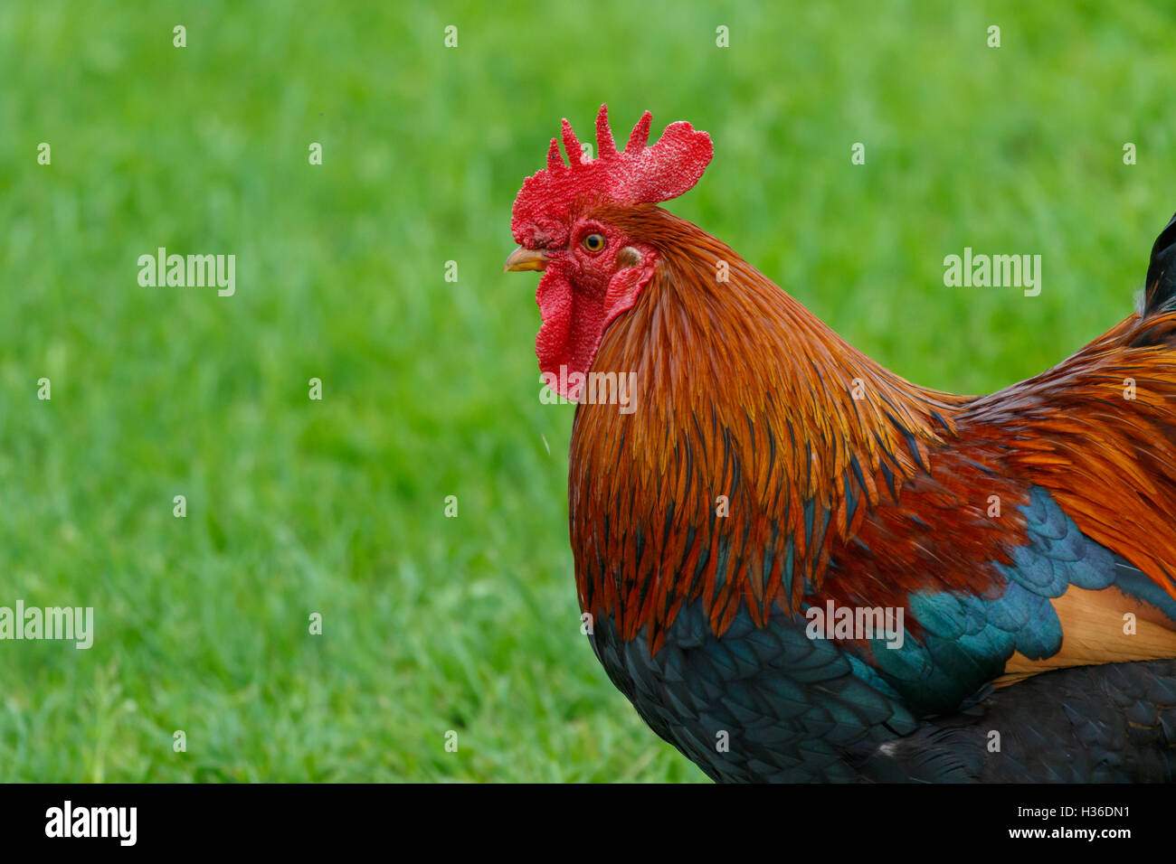 Cockerill Stock Photo - Alamy