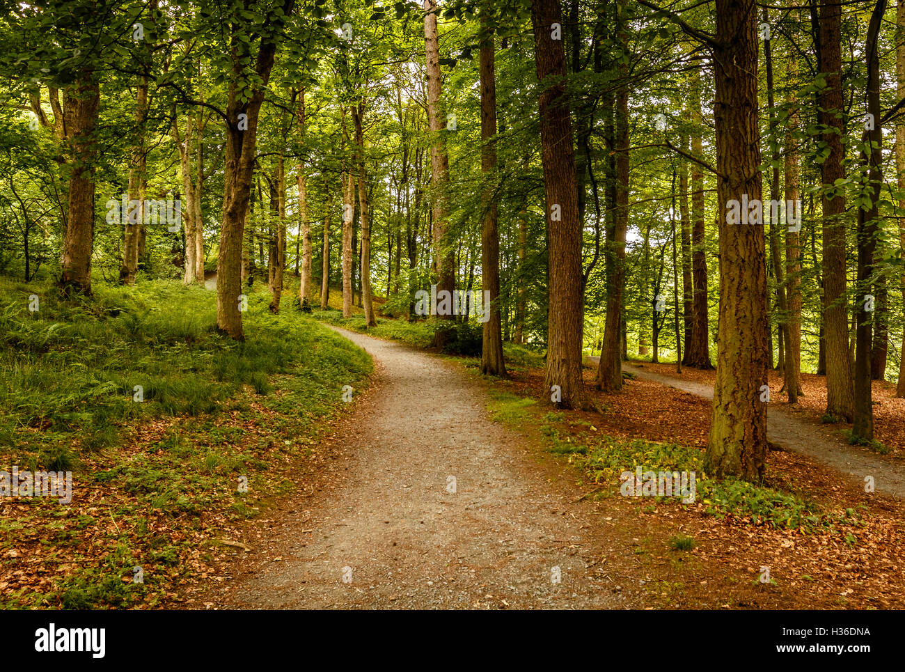 Strid wood, Bolton Abbey in the Yorkshire Dales Stock Photo - Alamy