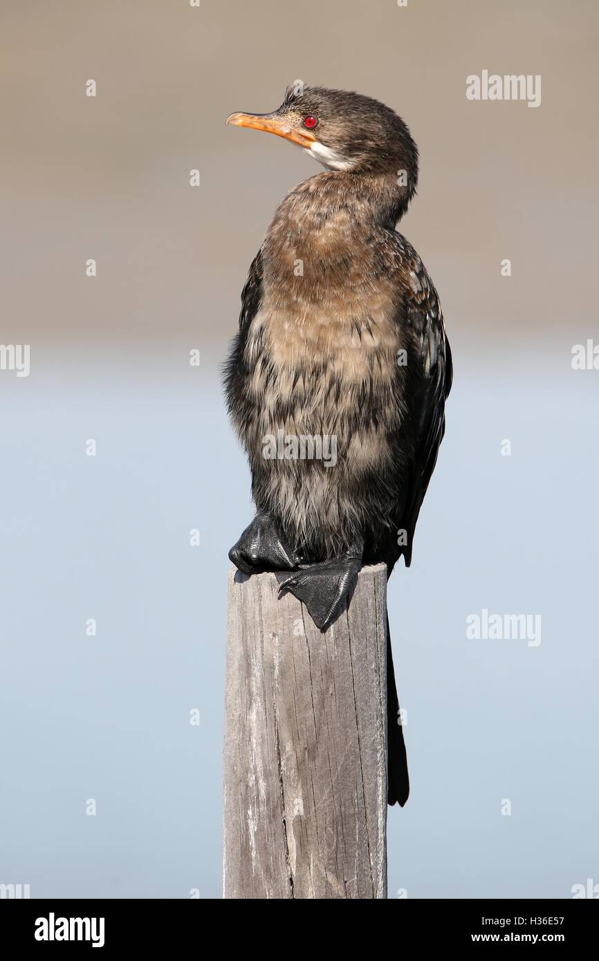 Cormorant Sea Bird Stock Photo - Alamy