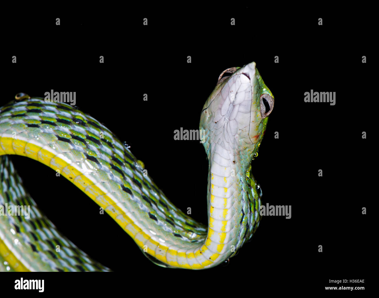 The image of Green Whip Snake( Hierophis viridiflavus) at matheran ...