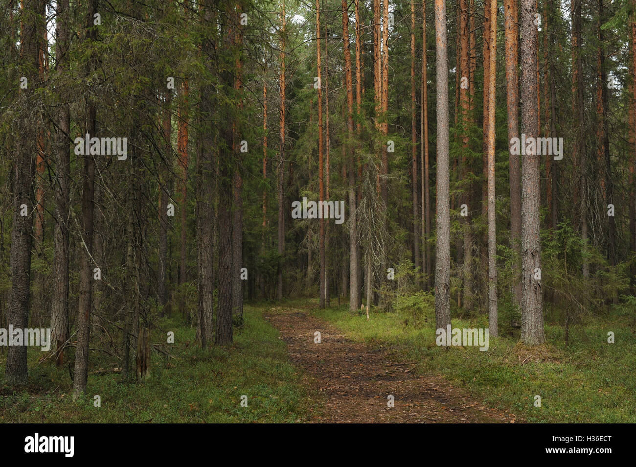 Taiga landscape hi-res stock photography and images - Alamy