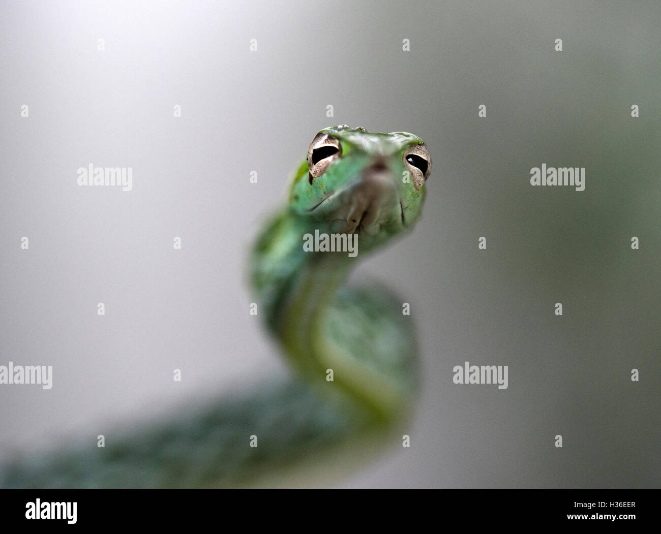The image of Green Whip Snake( Hierophis viridiflavus) at matheran ...
