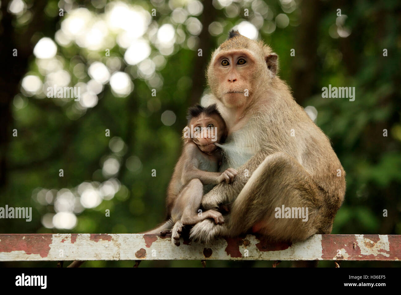 Family of monkeys Stock Photo - Alamy