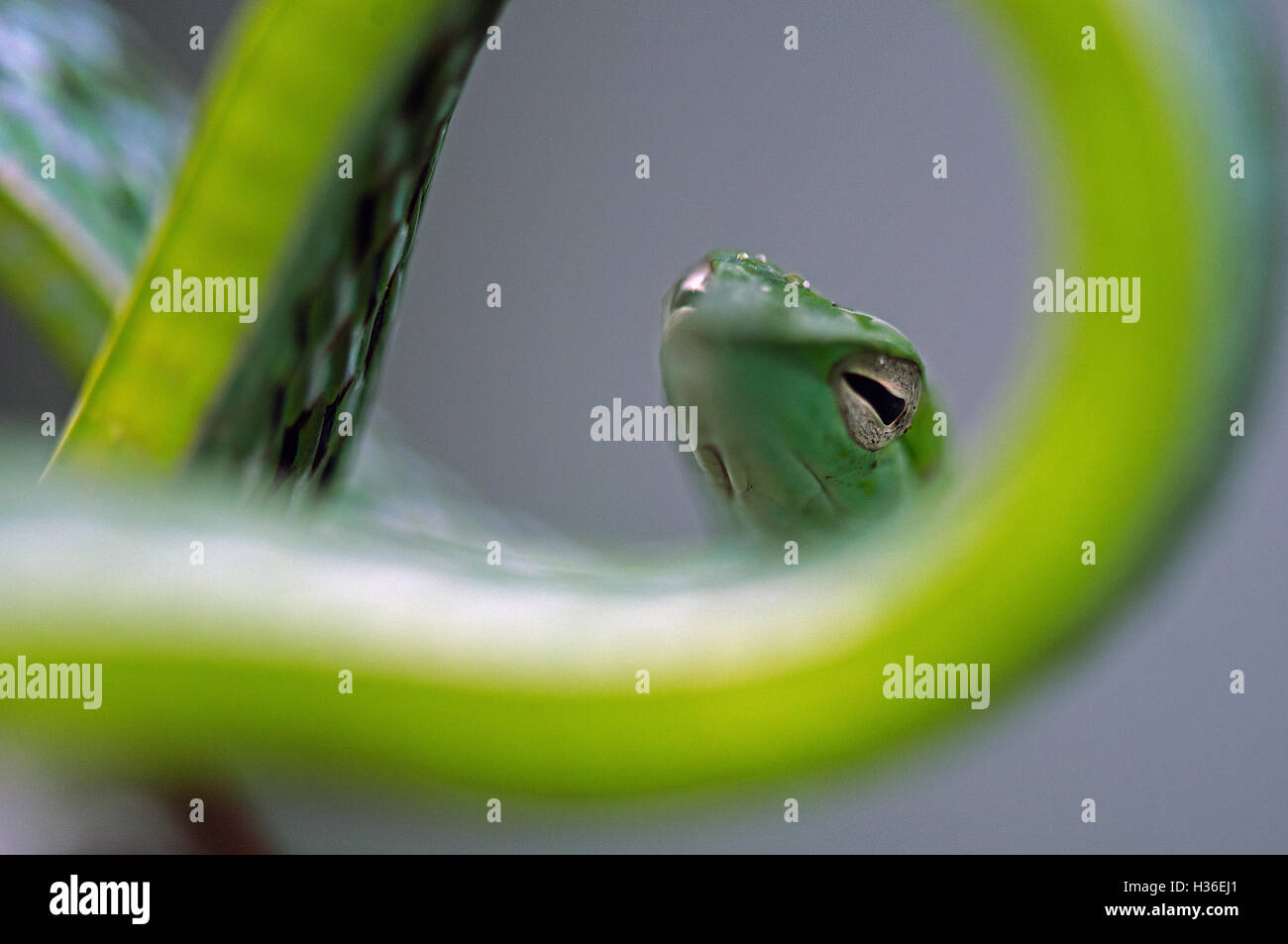 The image of Green Whip Snake( Hierophis viridiflavus) at matheran ...