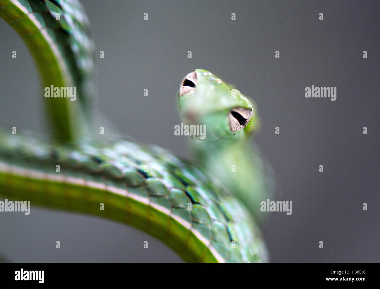 The image of Green Whip Snake( Hierophis viridiflavus) at matheran ...