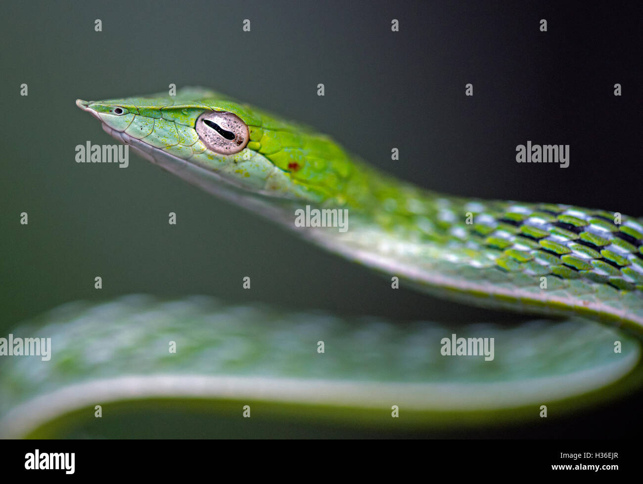 The image of Green Whip Snake( Hierophis viridiflavus) at matheran ...