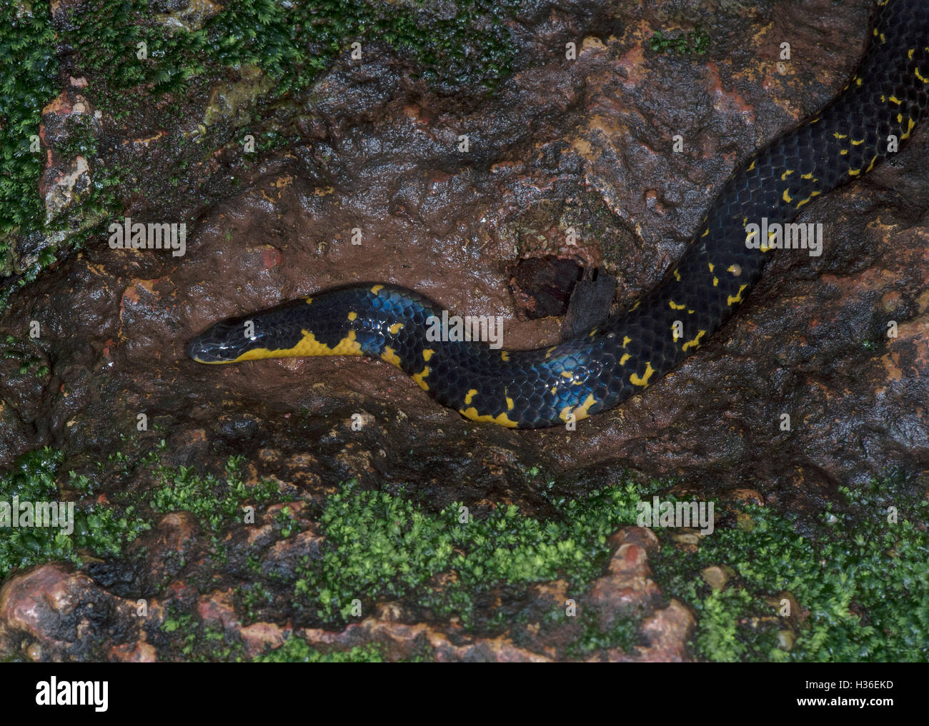 Plecturus or rhinophis or uropeltis hi-res stock photography and images ...