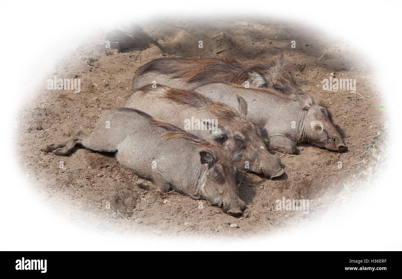 Four adult warthogs resting Stock Photo - Alamy