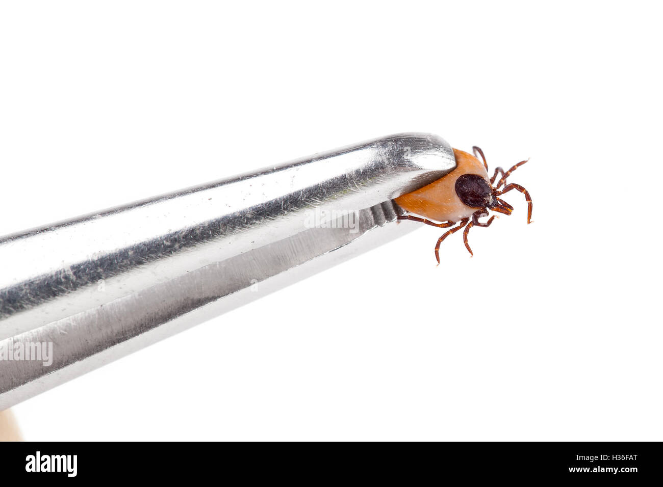 Ticks animals hi-res stock photography and images - Alamy