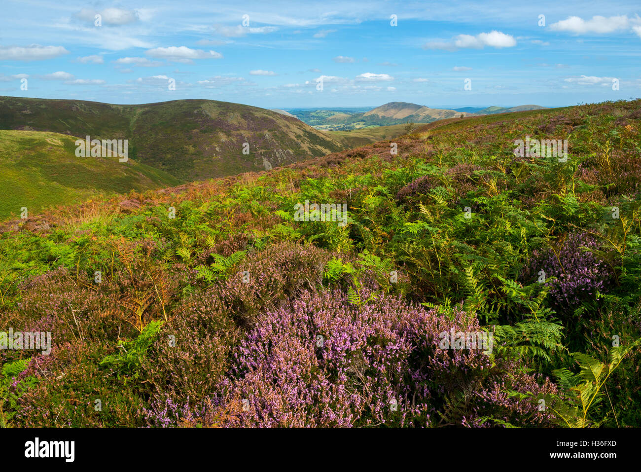 Long Mynd Stock Photos & Long Mynd Stock Images - Alamy