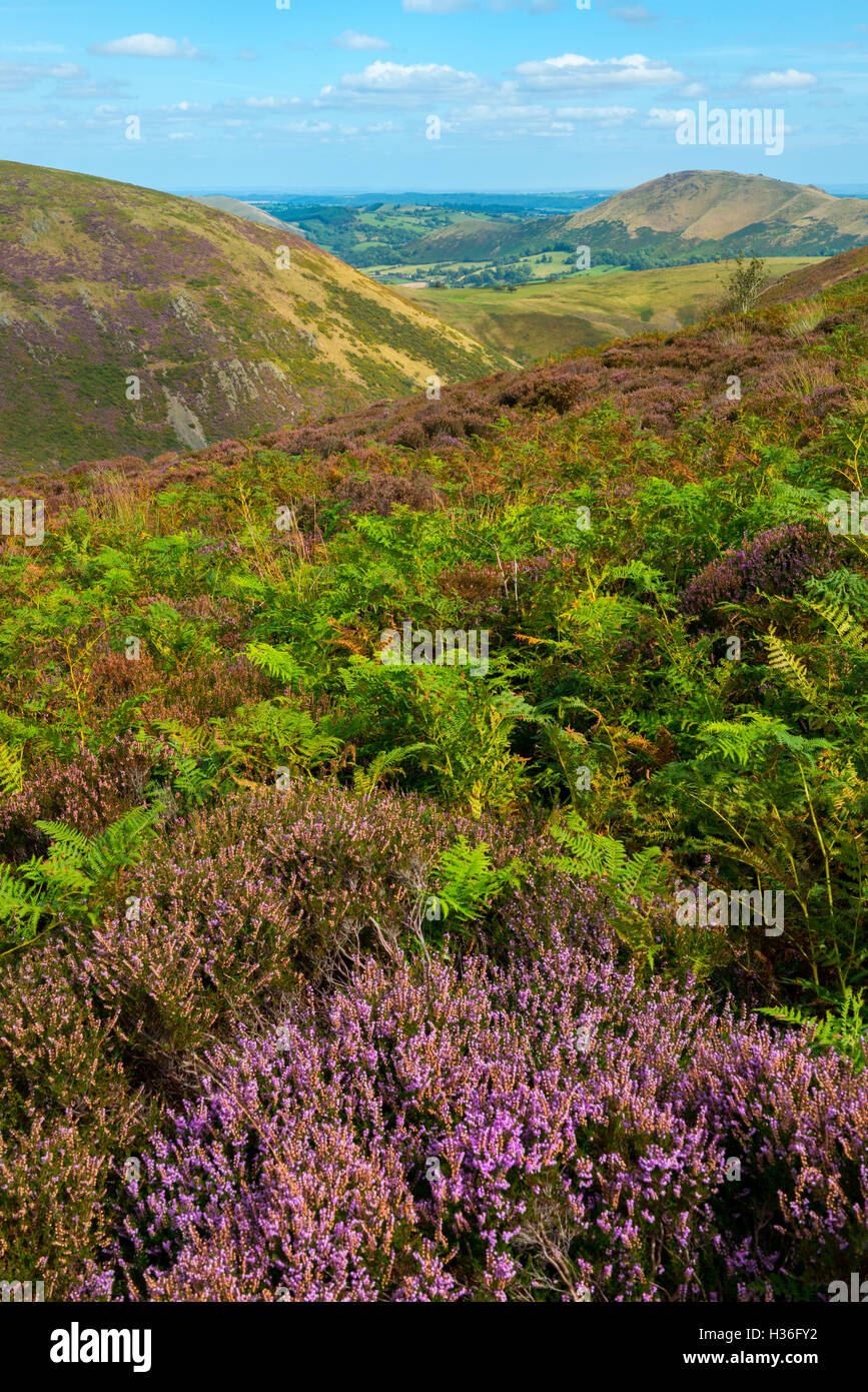 Long mynd landscape hi-res stock photography and images - Alamy