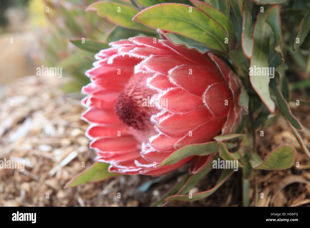 Pink mink protea flower hi-res stock photography and images - Alamy