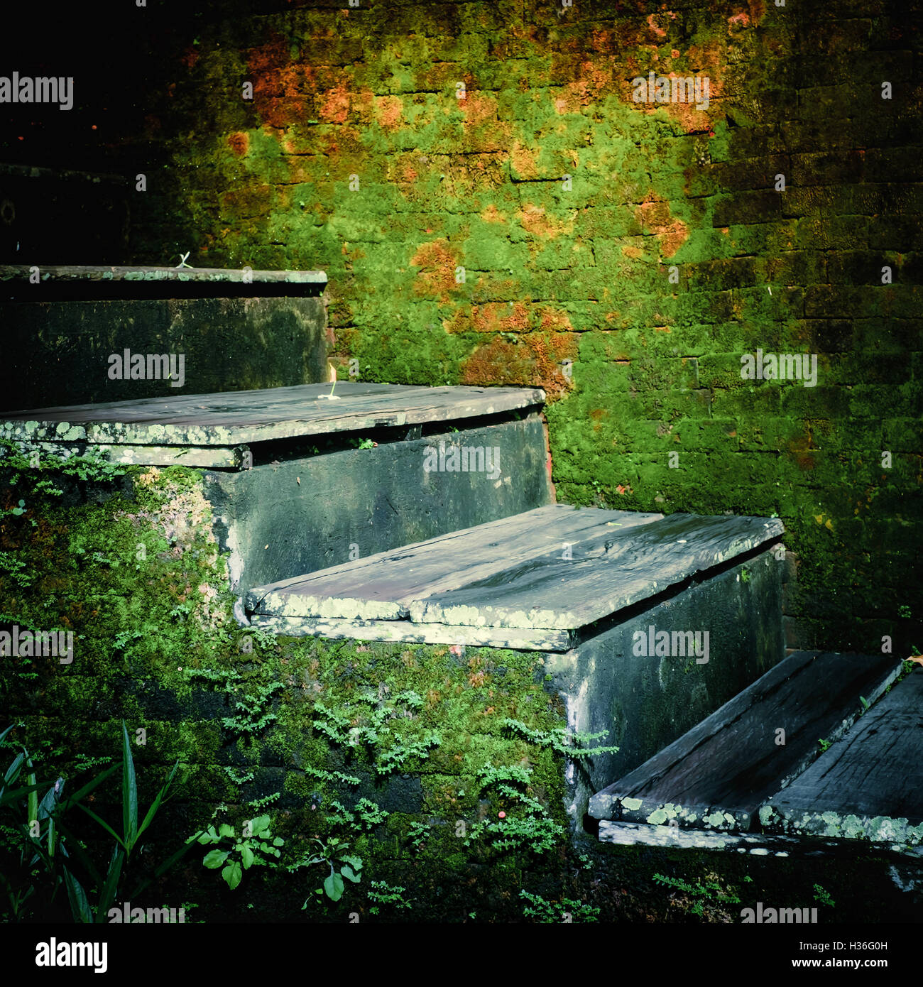 Weathered wooden stairs of abandoned tropical house. Amazing mossy wall ...
