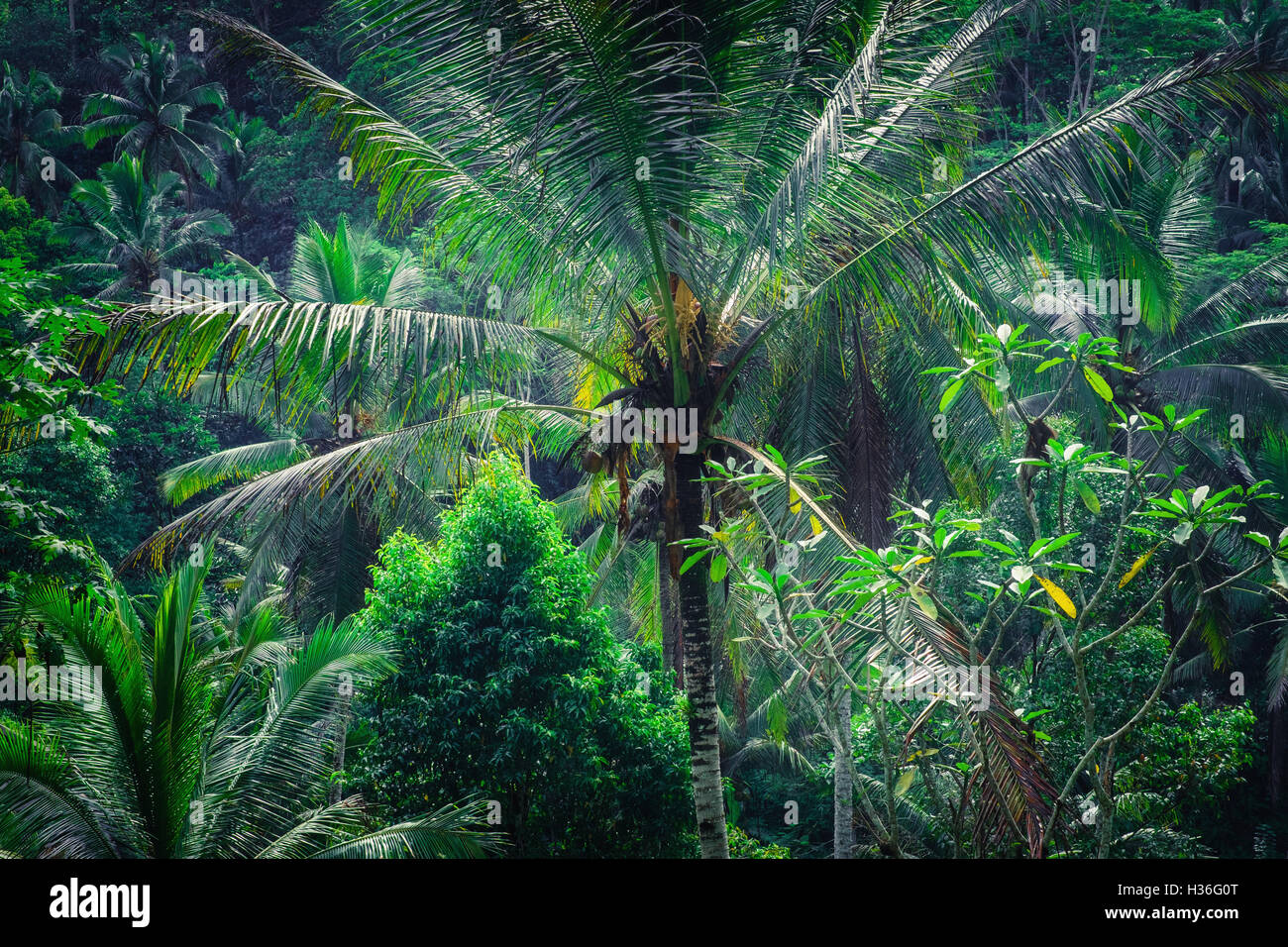 Amazing tropical nature. Abstract rainforest landscape with jungle ...