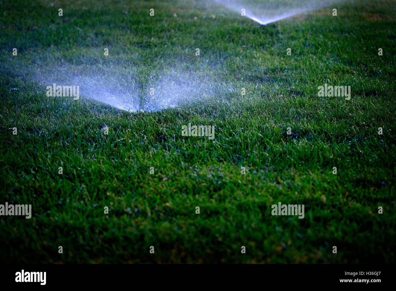 Sprinkling lawn feed on their grass hi-res stock photography and images ...