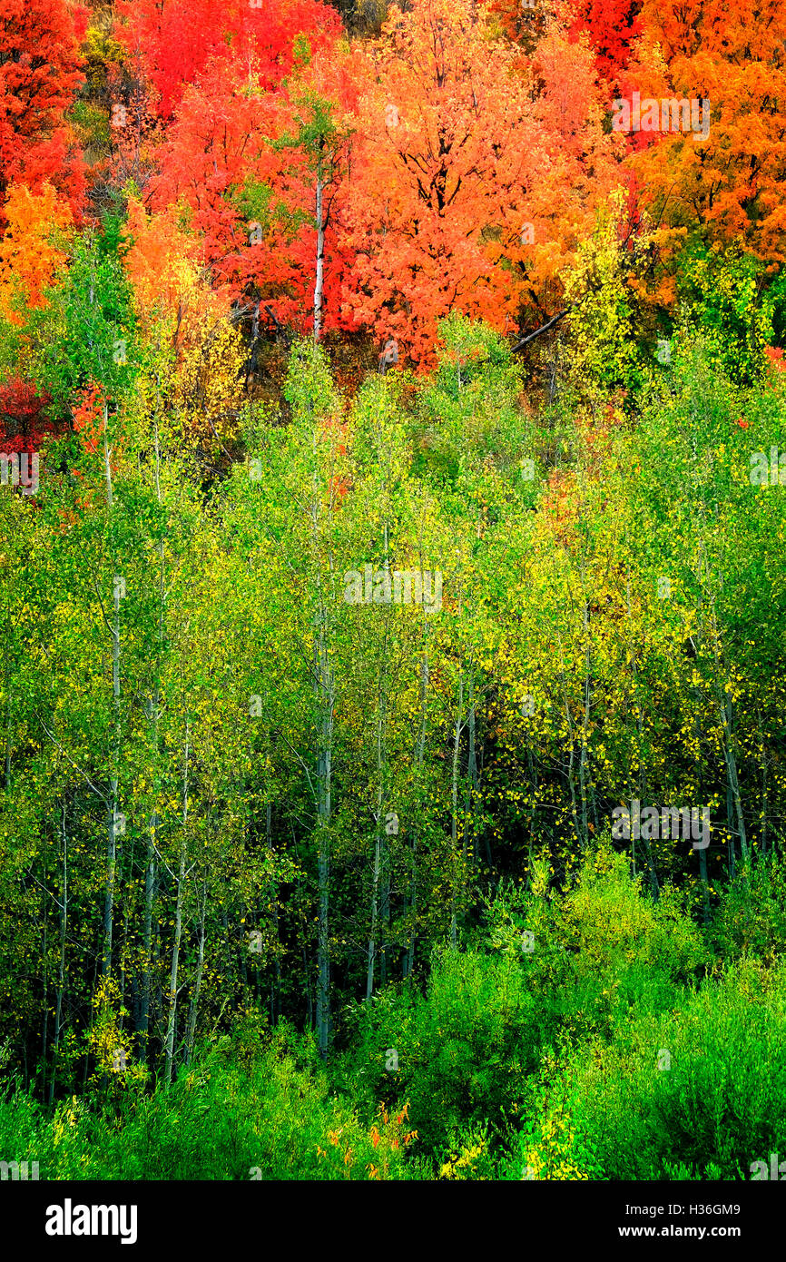 Forest of maple and birch trees in fall autumn Stock Photo - Alamy