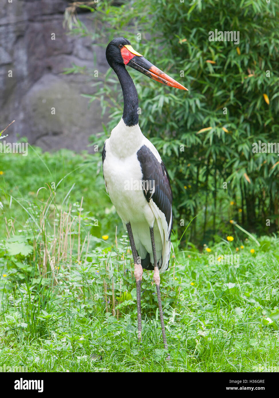 Saddle-billed stork. Latin name - Ephippiorhynchus senegalensis Stock ...