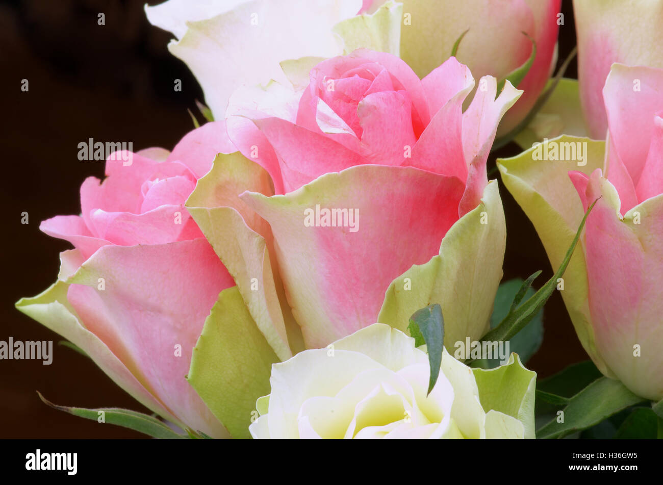 Yellow Pink Roses Stock Photo - Alamy