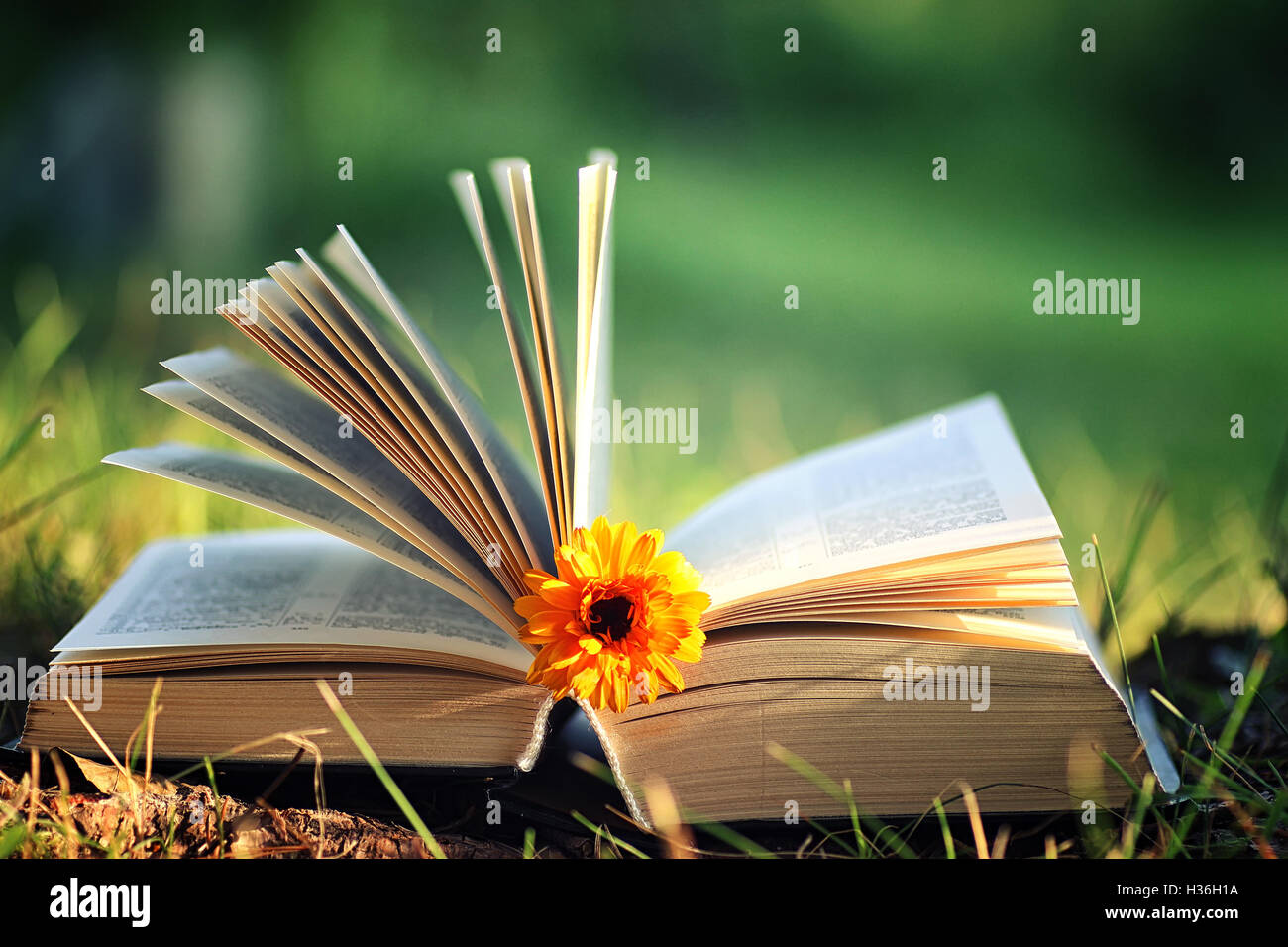 open book with flower on grass Stock Photo - Alamy