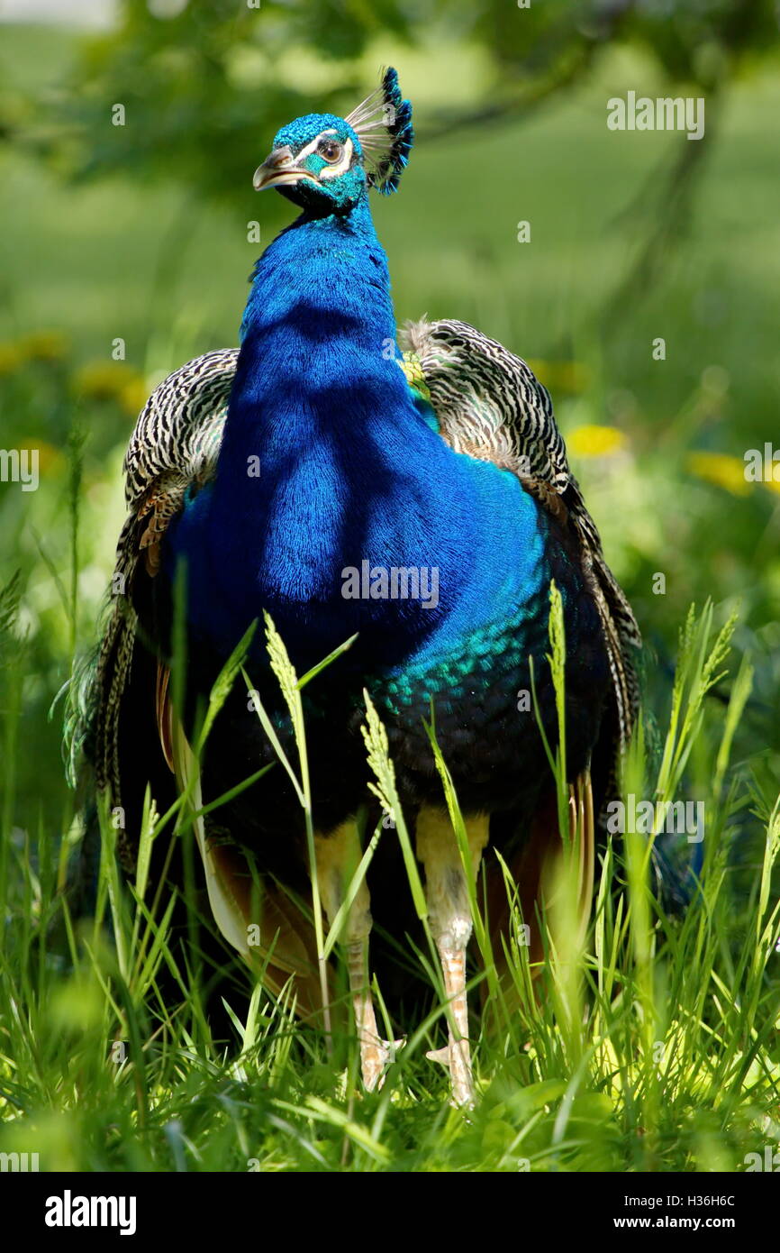 Blue and white peafowl hi-res stock photography and images - Alamy