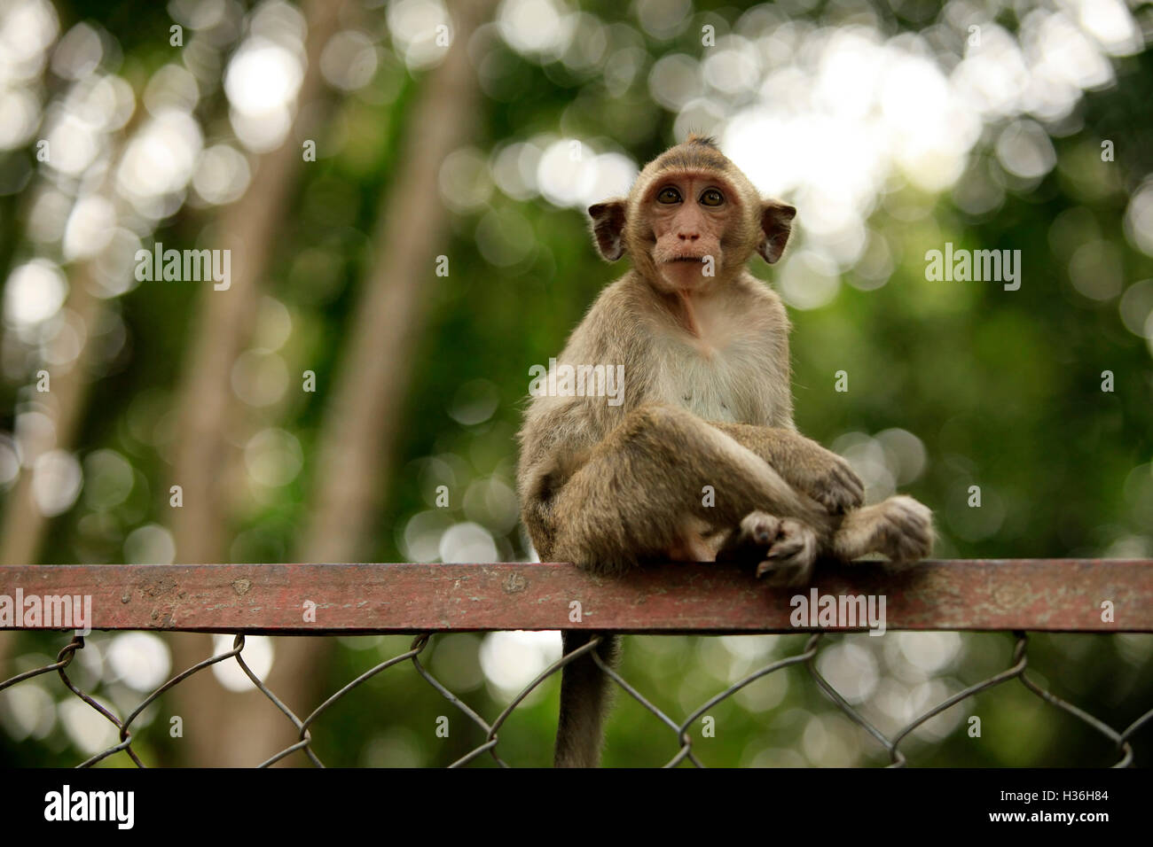 Child of monkeys Stock Photo - Alamy