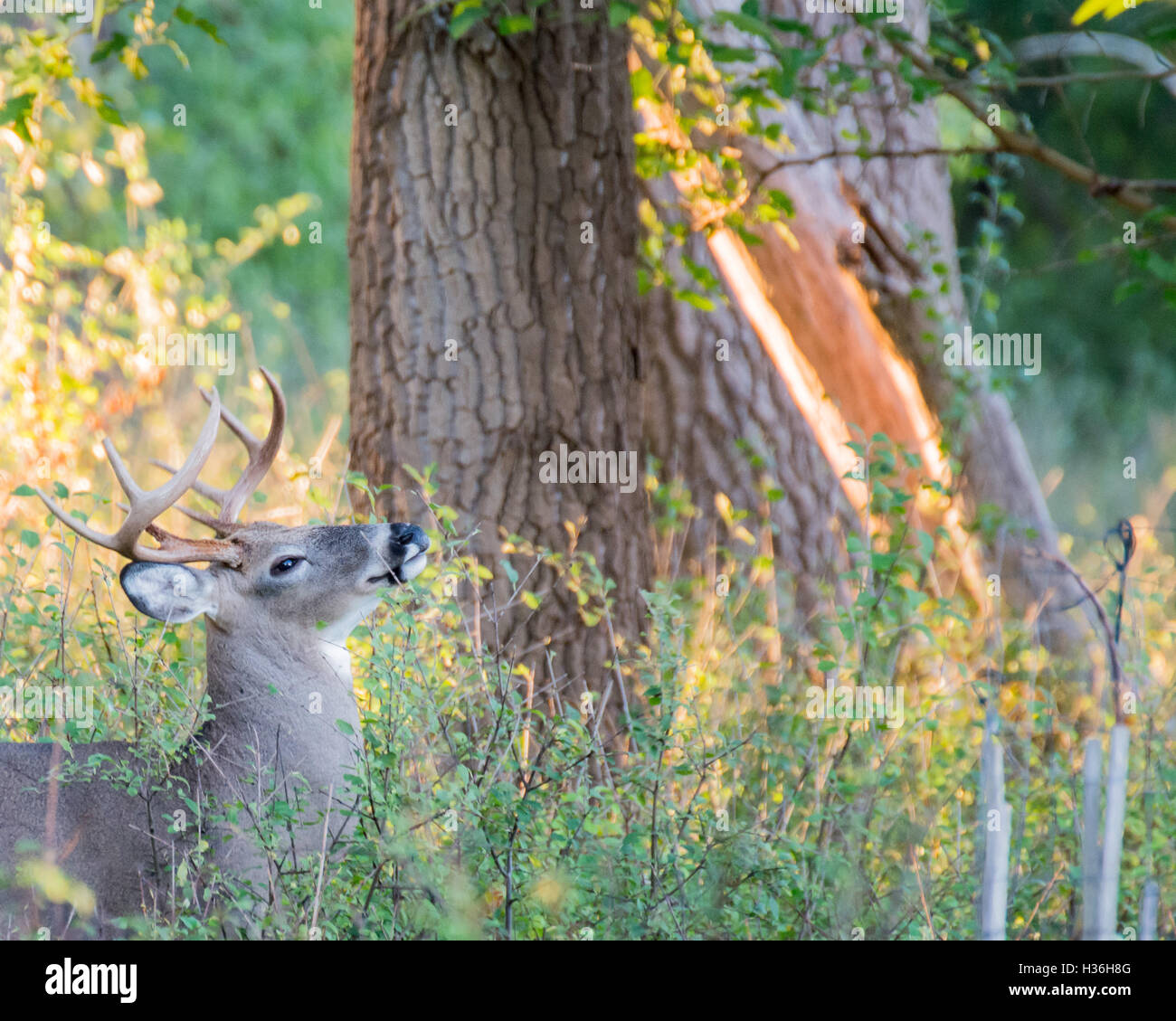 Whitetail Deer Buck standing in a field Stock Photo - Alamy