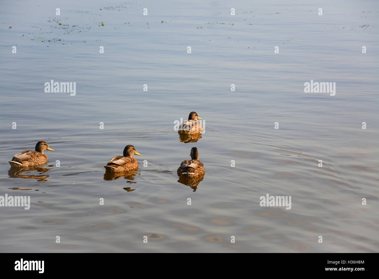Ducks floating in the river Stock Photo - Alamy