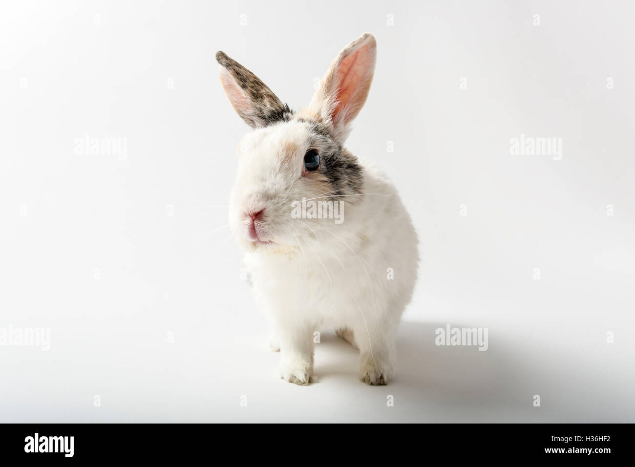 Rabbit on white Stock Photo - Alamy
