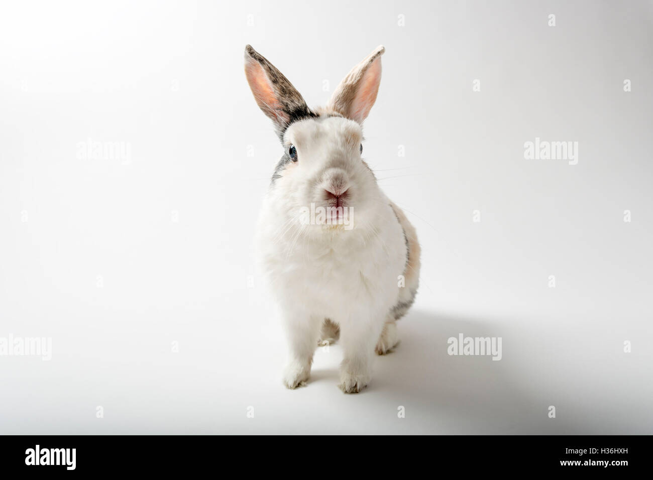 Rabbit on white Stock Photo - Alamy