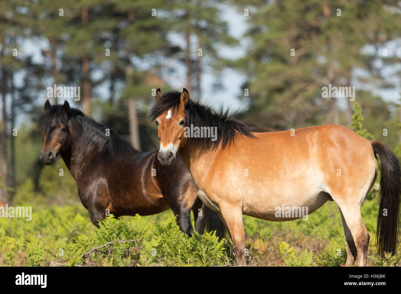 wild rare endangered horses Gotland Rus Sweden Stock Photo - Alamy