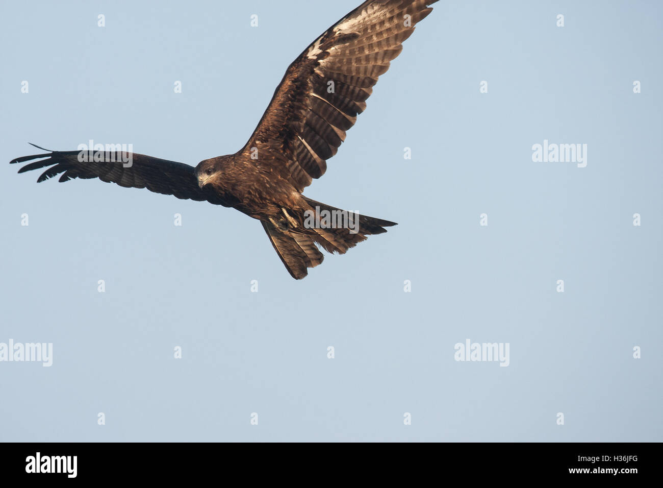 Indian Black Kite Raptor Bird High Resolution Stock Photography and ...