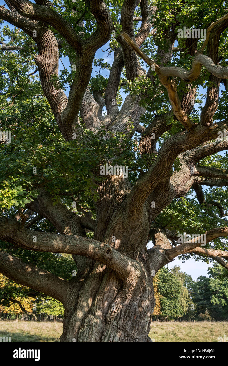 Centuries old English oak / pedunculate oak (Quercus robur) with thick ...