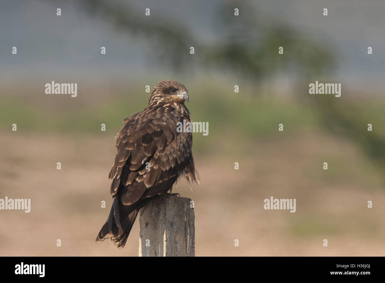 Indian Black Kite Raptor Bird High Resolution Stock Photography and ...