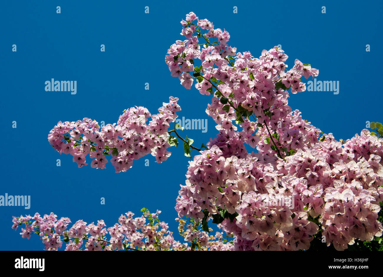 Bougainvillaea flower hi-res stock photography and images - Alamy