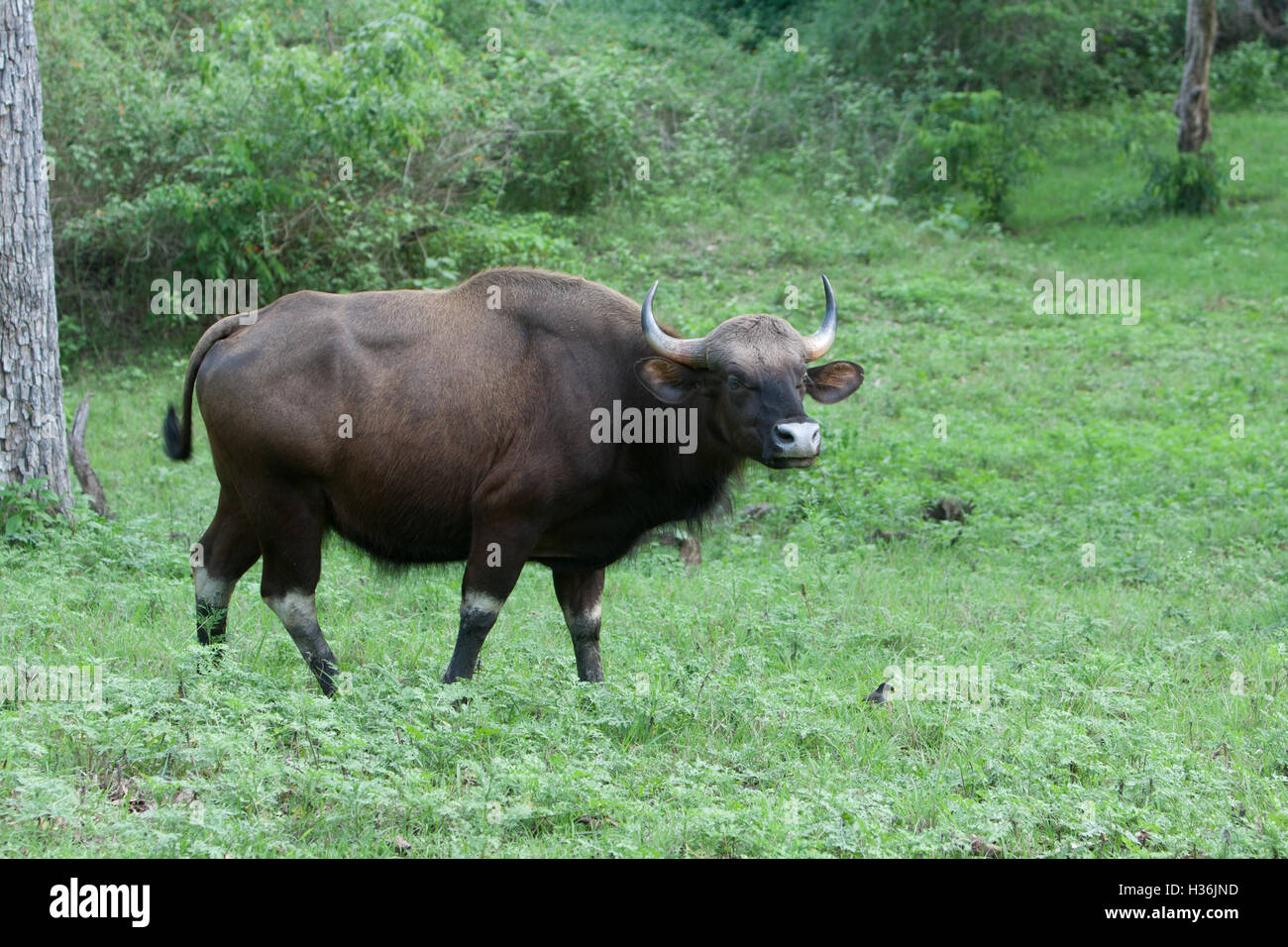 The gaur ( Bos gaurus), also called Indian bison, is the largest extant ...