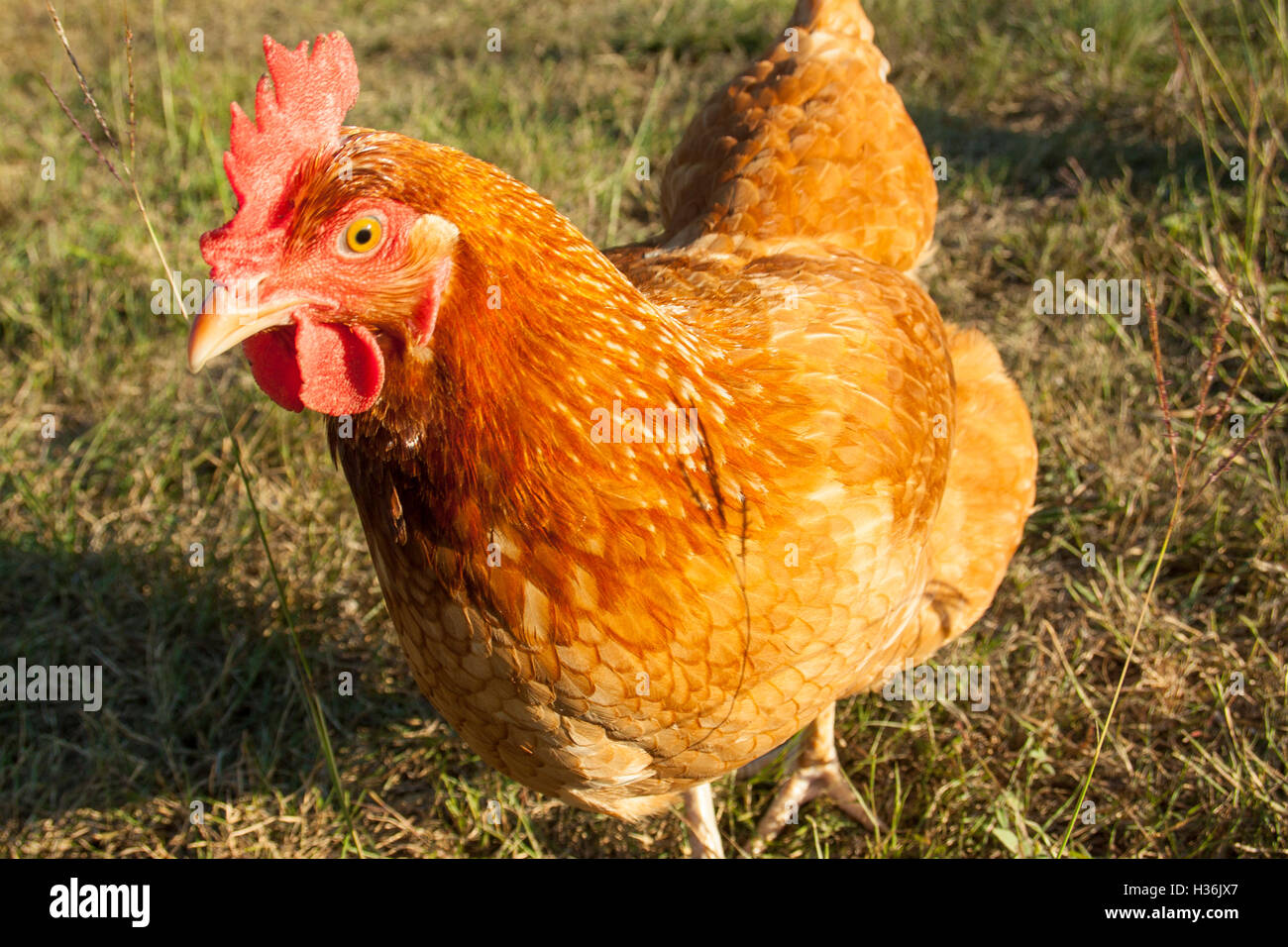 Free range animal hi-res stock photography and images - Alamy