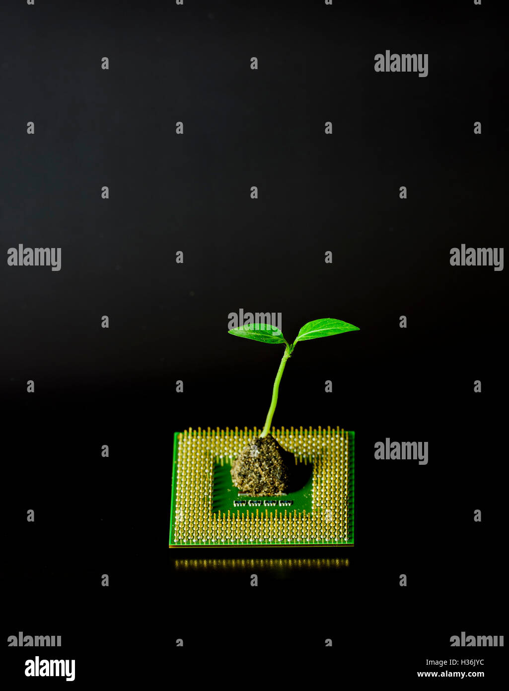 Sprout emerging from a green CPU on a black background, symbolising ...