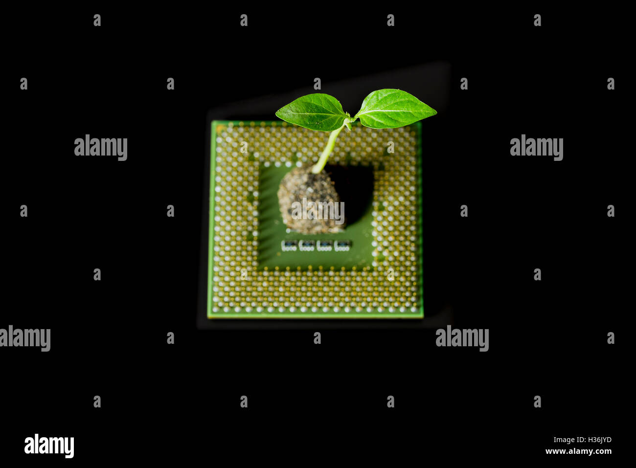 Sprout emerging from a green CPU on a black background, symbolising ...