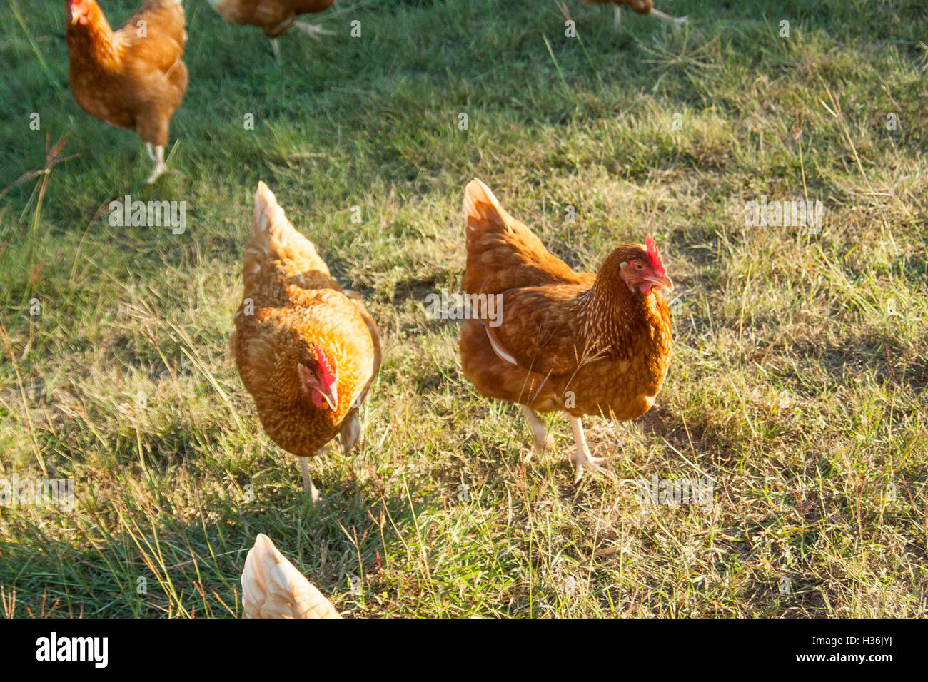 Free Range Chickens Stock Photo - Alamy
